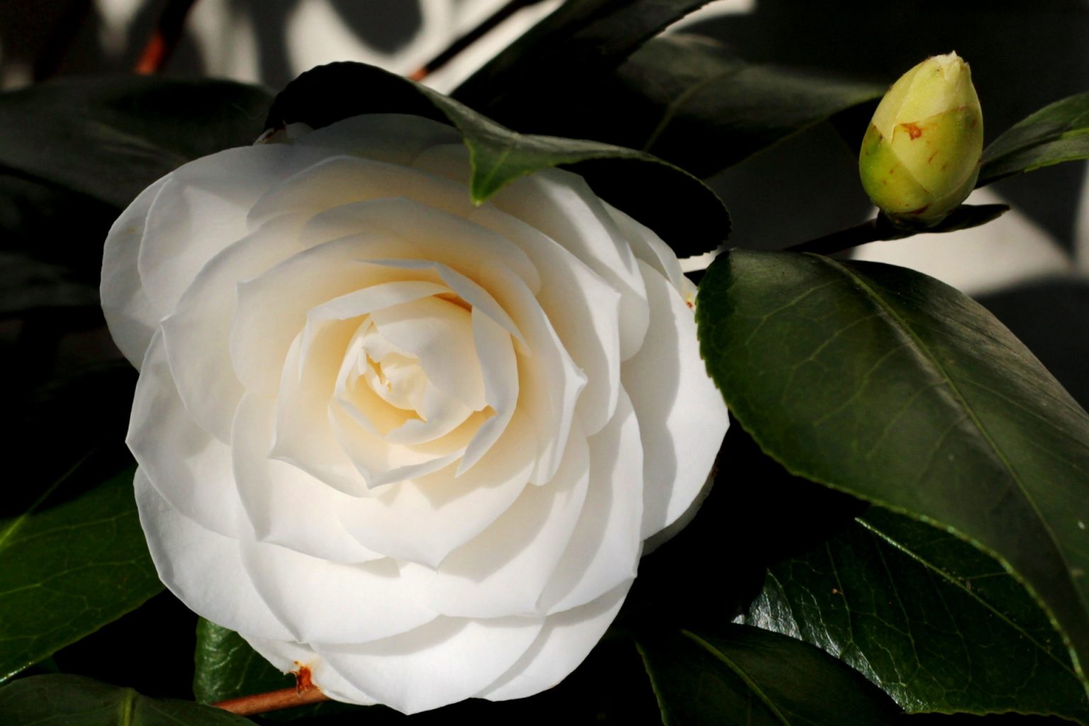 What to Plant Along a Fence (40 Ideas) | Happily Outside